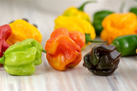 고추 하바네로 나무 테이블에 다양한 색상 멕시코 요리 매우 뜨거운 재료 숙성 및 숙성 되지 않은 과일의 그룹 0명에 대한 스톡 사진 및 기타 이미지 Istock