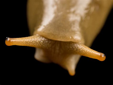 Banana Slug