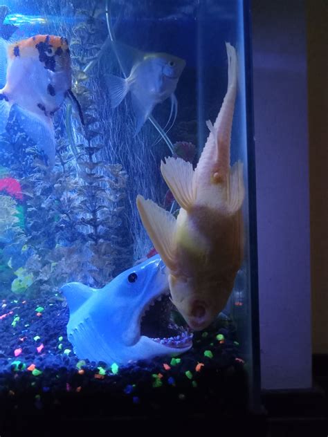 Plecostomus Screams In Terror While Being Eaten By A Shark Rfish