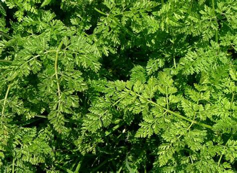 Chervil Bur Bur Chervil Churvil Wild Flower Finder