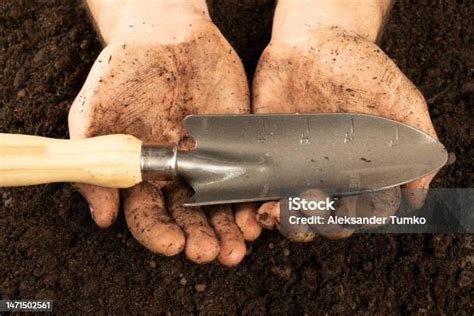 농부는 더러운 손으로 묘목을위한 삽을 들고 있습니다 손은 지구로 덮여있다 일하는 농부의 더러운 손 찰과상에 손바닥에 옥수수 열심히 일하는 개념 개념에 대한 스톡 사진 및