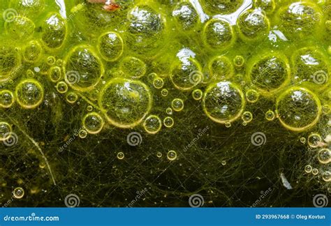 Freshwater Algae Spirogyra Release Oxygen Into The Air Oxygen