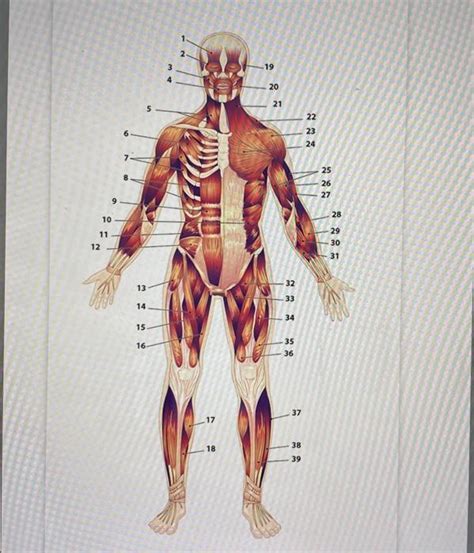 Solved Can You Please Help Me With Labling The Body Muscles