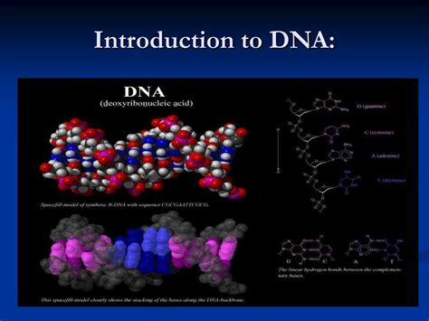 Ppt Dna Computing Powerpoint Presentation Free Download Id501208