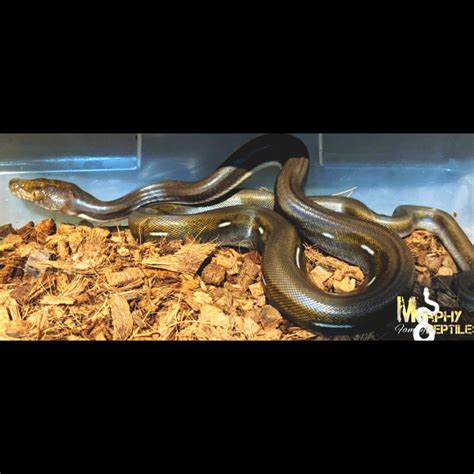 Titanium Reticulated Python Traits Morphpedia