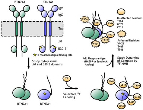 Investigation Of Structural And Dynamic Properties Of The Butyrophilin