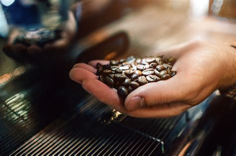 볶은 커피 콩을 손에 들고 남자의 손의 그림 그는 커피 기계에 그것을 않습니다 구이에 대한 스톡 사진 및 기타 이미지 구이