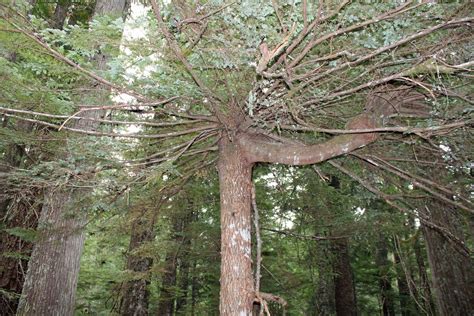 Tree Shapes NORTHWEST WILDLIFE ONLINE