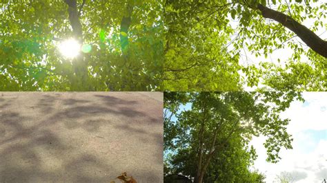 阳光夏天樟树视频素材下载