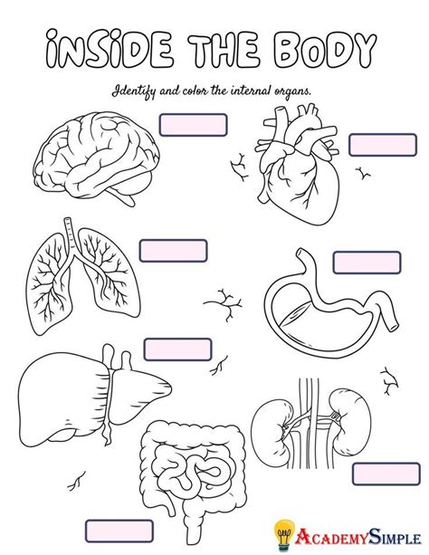 Organs Of The Body Worksheet