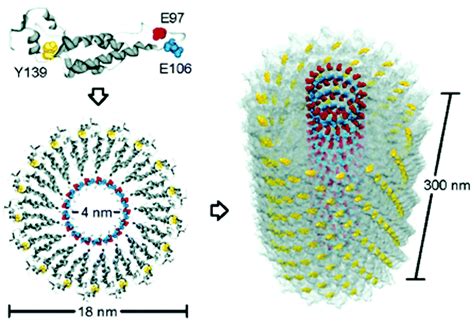 Tobacco Mosaic Virus Structure