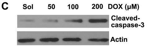 Dox Induced Mitochondrial Translocation Of Bax Cytochrome C Release Download Scientific