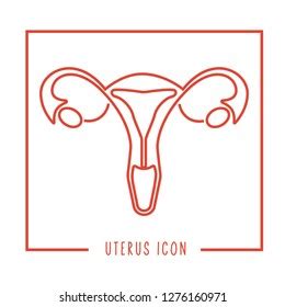 Human Uterus Female Reproductive Sex Organ Stock Vector Royalty Free Shutterstock
