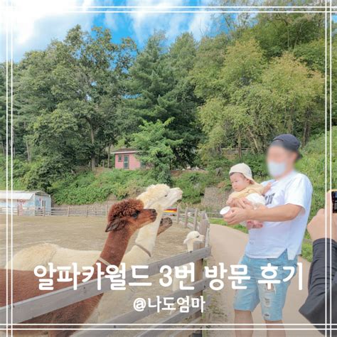 강원도 홍천 아이와 가볼만한곳 알파카월드 할인 유모차 주차 이용팁 네이버 블로그