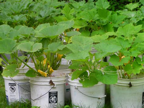 Summer Squash Growing In Containers