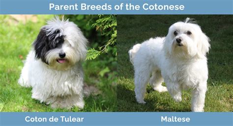 Maltese Vs Coton De Tulear How To Tell The Difference Jrabg