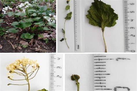 Anatomical Study Of Pachyphragma Macrophyllum Hoffm N Busch Pharmacognosy Journal