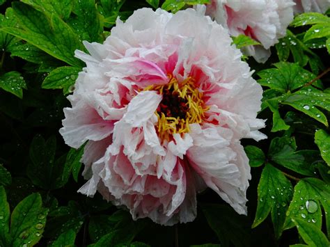 Luoyang Peony Festival Tripoto