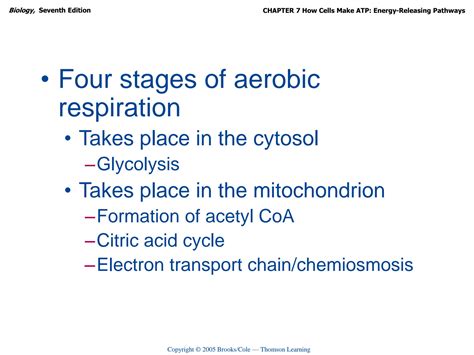 Solution Biol 141 Ch7 Atp Energy Pathways Modified Studypool