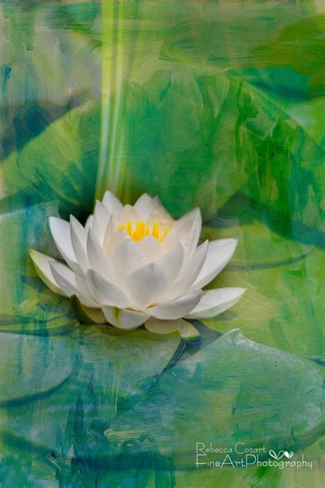 Water Lily White Lily Pad 2 With Texture Eclectic Images