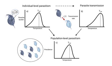 Illustration Of A Simplified Host Parasite System That Highlights