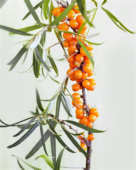 생그린 🌸 환절기 피부 밸런스 케어 변덕스러운 봄 날씨에도 빛타민 유수분 밸런싱 미스트 세럼으로 촉촉하게 💧 정제수 대신 비타민나무수 747 함유 피부 활력