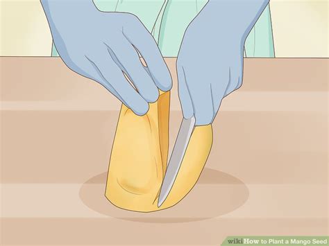 How To Plant A Mango Seed With Pictures WikiHow