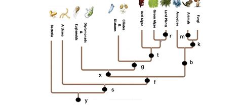 Background Note Diplomonads Euglenoids Ciliates Chegg Com