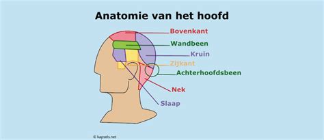 Anatomie Van Het Hoofd En De Hoofdzones Gebruikt Voor Haarsnitten