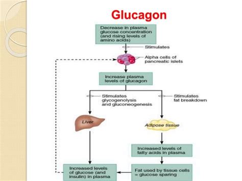 Pancreas Endocrine Function Ppt Pptx