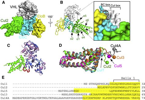 Insights Into Cullin Ring E3 Ubiquitin Ligase Recruitment Structure Of