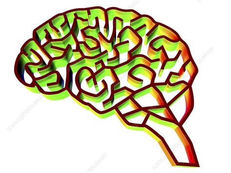 Brain Complexity Conceptual Artwork Stock Image F0024759