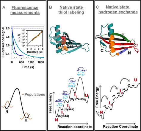 Protein Folding Unfolding Process At William Mata Blog