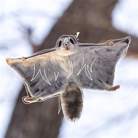 Flying Squirrel Therian Pfp Flying Squirrel Squirrel Finding Yourself