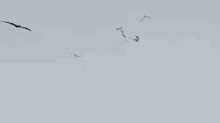White Birds Flying S Tenor