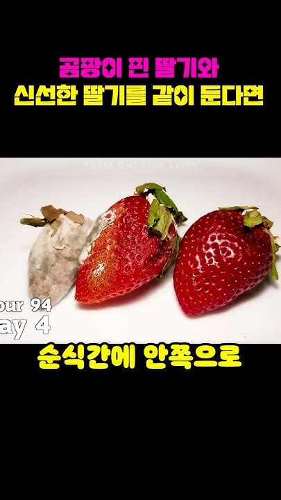 곰팡이 핀 딸기와 신선한 딸기를 같이 둔다면 Youtube