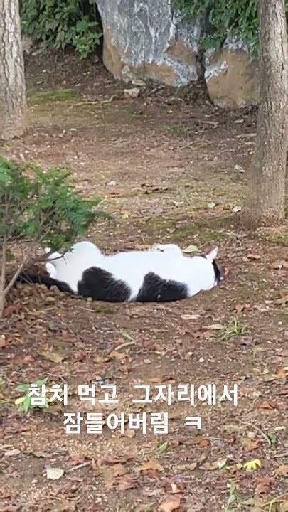 날씨가 너무 뜨거워서 기절한거 아니지 Youtube