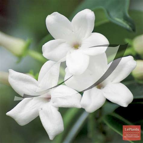 Жасмин лекарственный (Jasminum officinale) — описание, выращивание ...