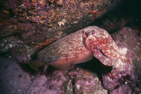 Cuttlefish Camouflage