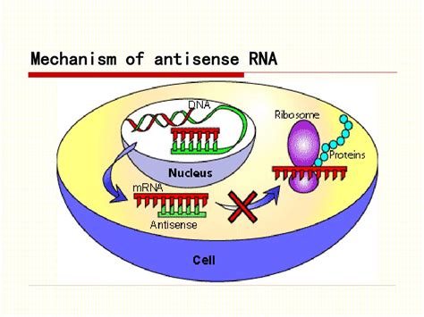 Ppt Basic Strategy Of Gene Function Analysis Powerpoint Presentation