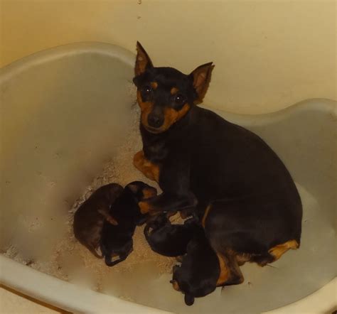 Miniature Pinscher Min Pin Puppies For Sale