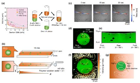 Dextran Droplets Moving Down A Concentration Gradient Of Peg Solution Download Scientific
