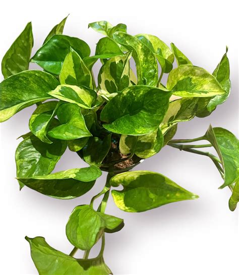 Pothos Lizard Queen 4 Living With Green