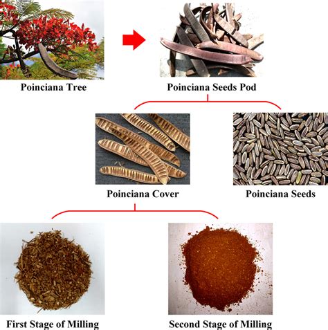 Poinciana Tree Covers And Seeds Of Pods Download Scientific Diagram
