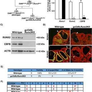 Cbfb Flox Flox Esr Cre Runx Flox Flox GcCbfb Runx KO Mice Download Scientific Diagram