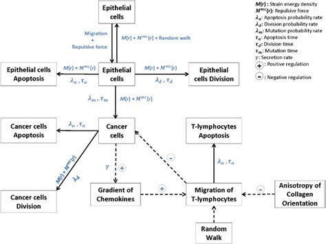 Schematic Representation Of The Cross Talk Among The Epithelial Cells