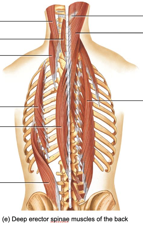 Back Anatomy Erector Spinae At Flynn Trenwith Blog