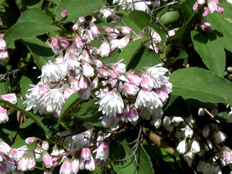 Дейция шершавая махровая (Deutzia scabra Plena),купить дейцию,дейция ...