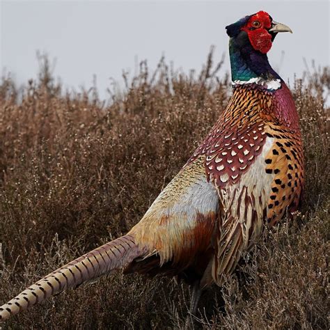 Pheasant Hunting English