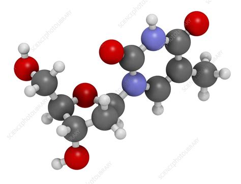 Thymidine Nucleoside Molecule Stock Image F0106833 Science Photo